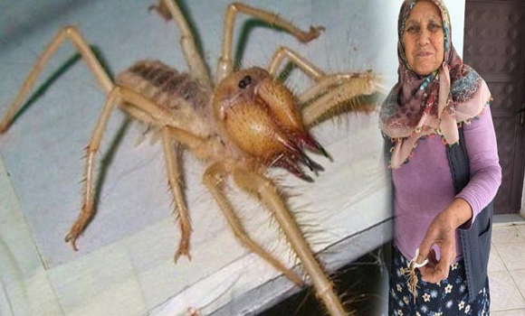 ANDIRIN’DA ‘SARI ÖMER’ VE ‘ET YİYEN ÖRÜMCEK’ – Sıla Gazetesi