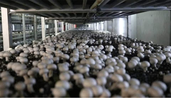 KÜLTÜR MANTARI YETİŞTİRİCİLİĞİ KURSU AÇILACAK – Sıla Gazetesi